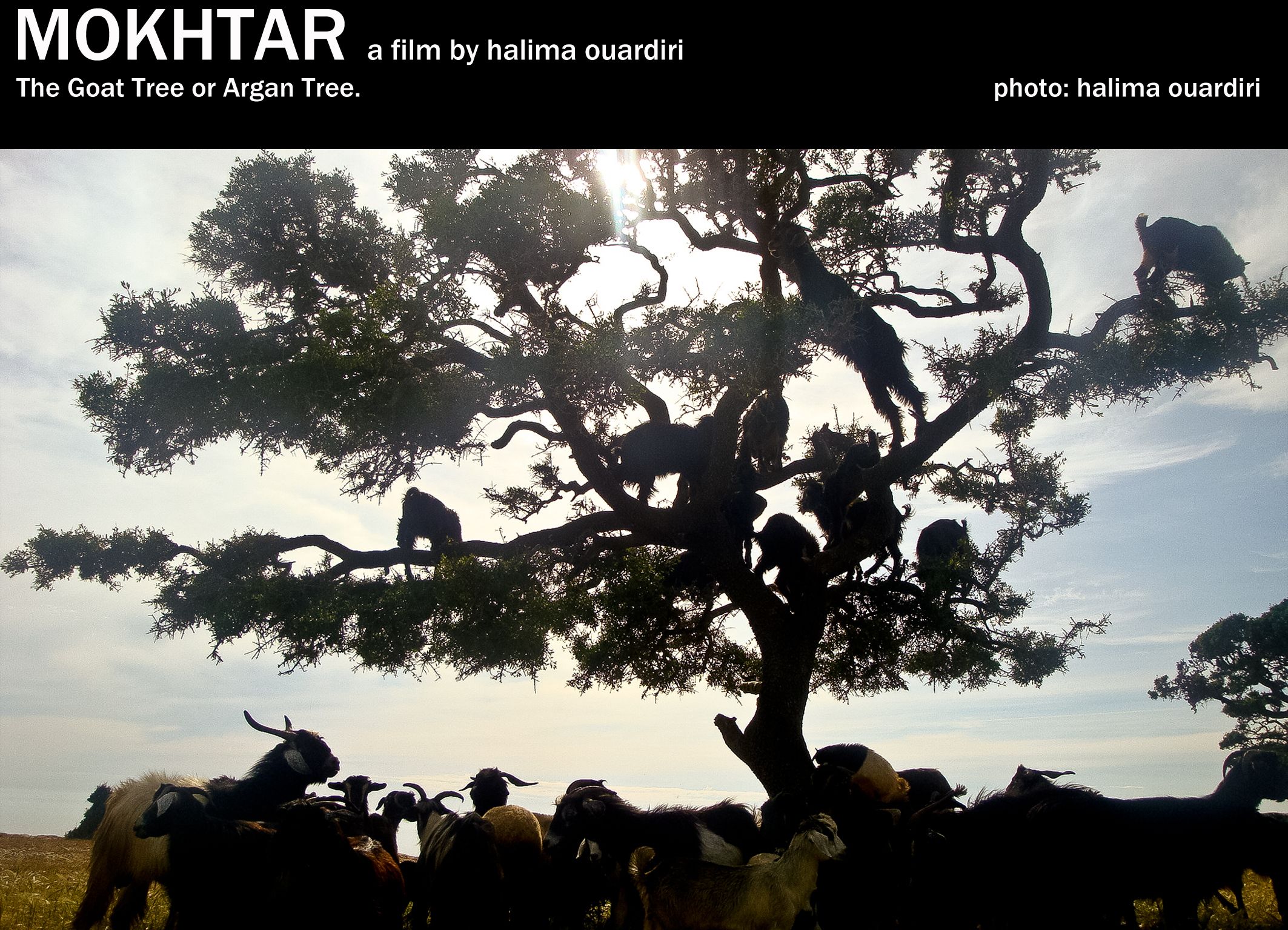 Compétition Officielle / official Competition